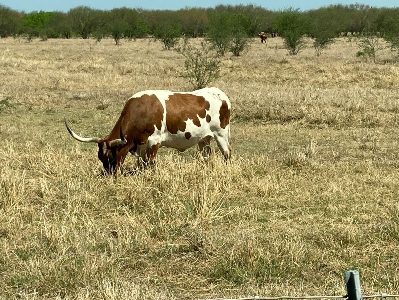 Adapt or Die: The King Ranch Legacy - Texas Public Policy Foundation